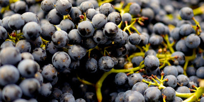 Sandbagger Hard Seltzer Mixer Pack 12 cans – Co-op Wine Spirits Beer ...